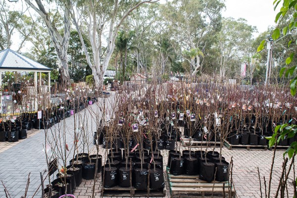 fruit-trees - Garden Grove